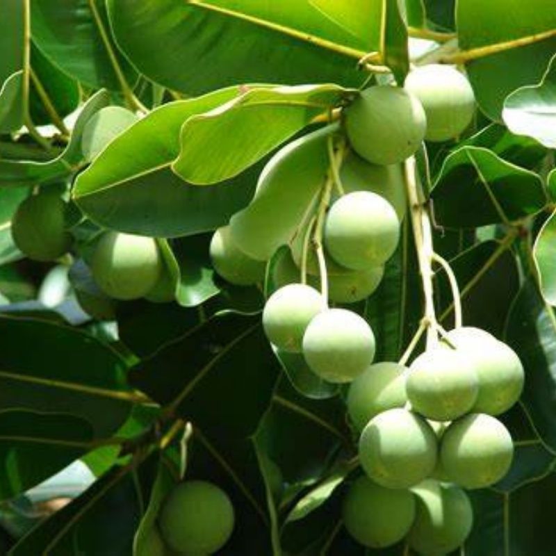 KAU Agri Infotech Portal