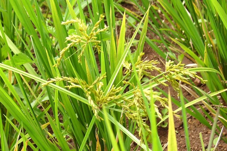 KAU Agri Infotech Portal