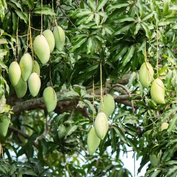 KAU Agri Infotech Portal